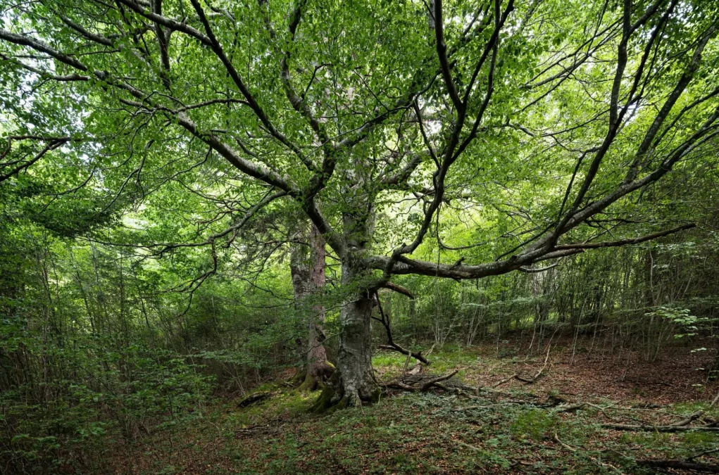 Am 12. Juni kommt der Wald in die Stadt