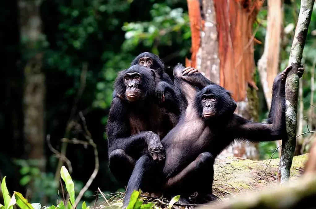 Die Geheimnisse der Bonobos: Evolution und Erhaltungsstrategien