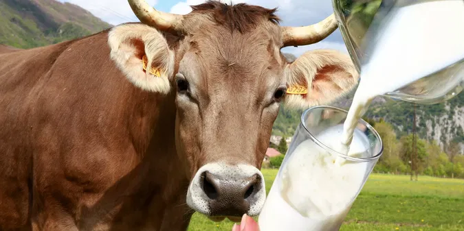 Weltmilchtag 2025: Kärntner Milch steht für Qualität und Tierwohl