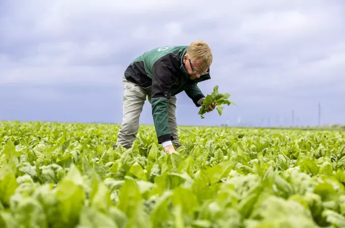Popeye freuts: Spinat am Gründonnerstag besonders beliebt