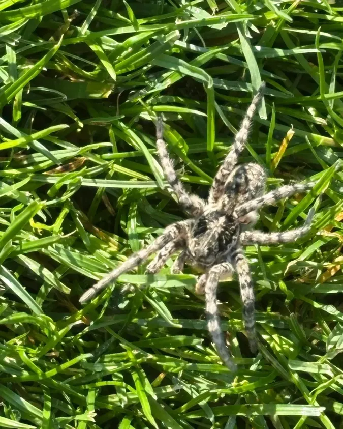 Frau findet Riesen-Spinne: „Komm bitte nicht mehr in unser Haus“