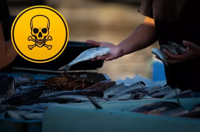 Nordsee-Fisch belastet: Dieses Gift ist auch auf unseren Tellern
